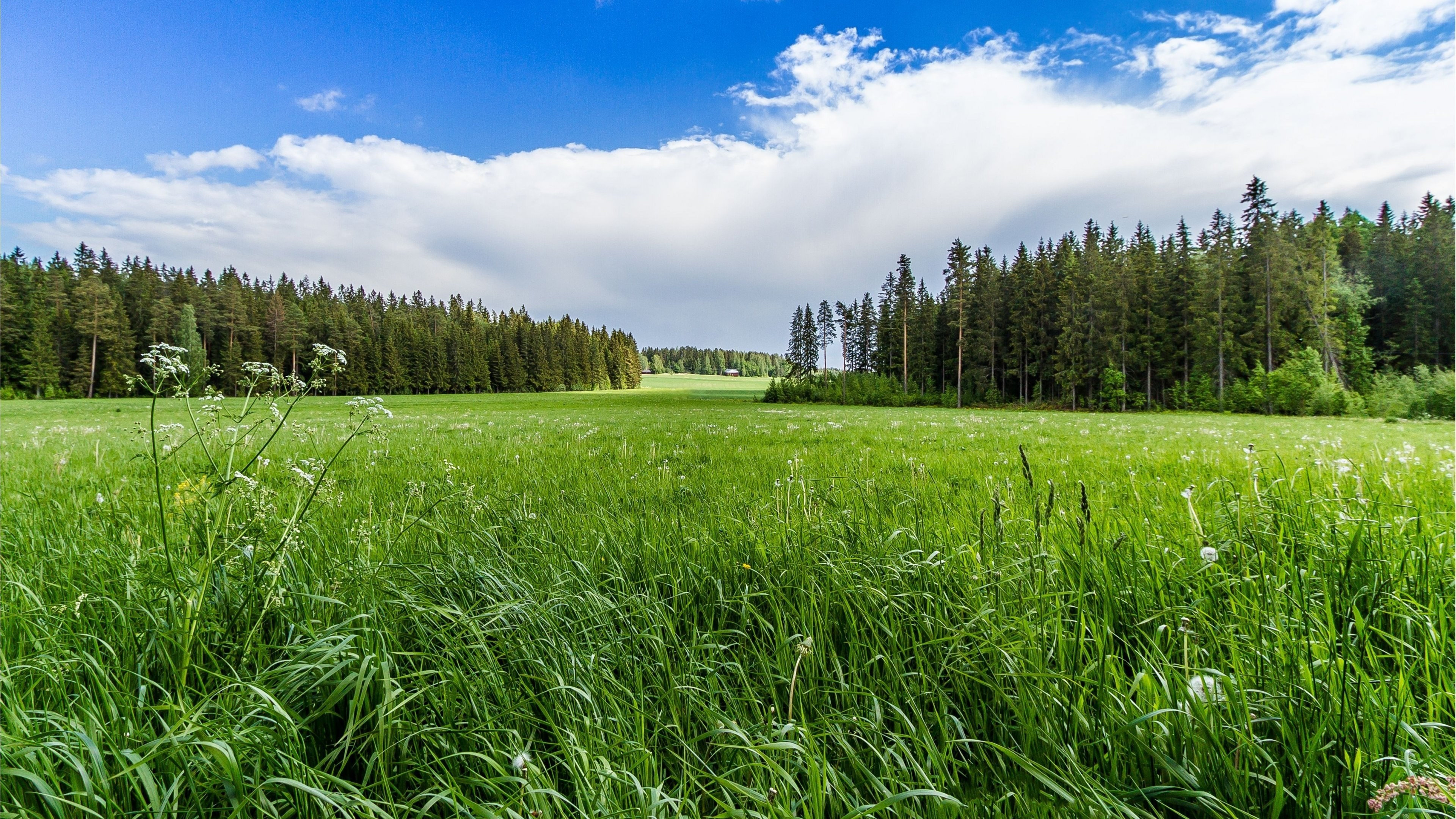 Meadow Forest Sunny Grass Flowers 4k Ultra Hd Wallpaper [3840x2160]