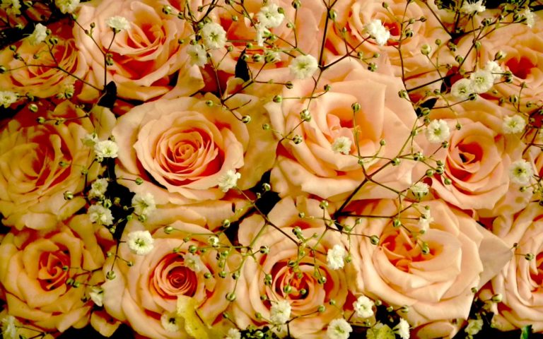 Pink Roses Party Wallpaper [1920x1200]