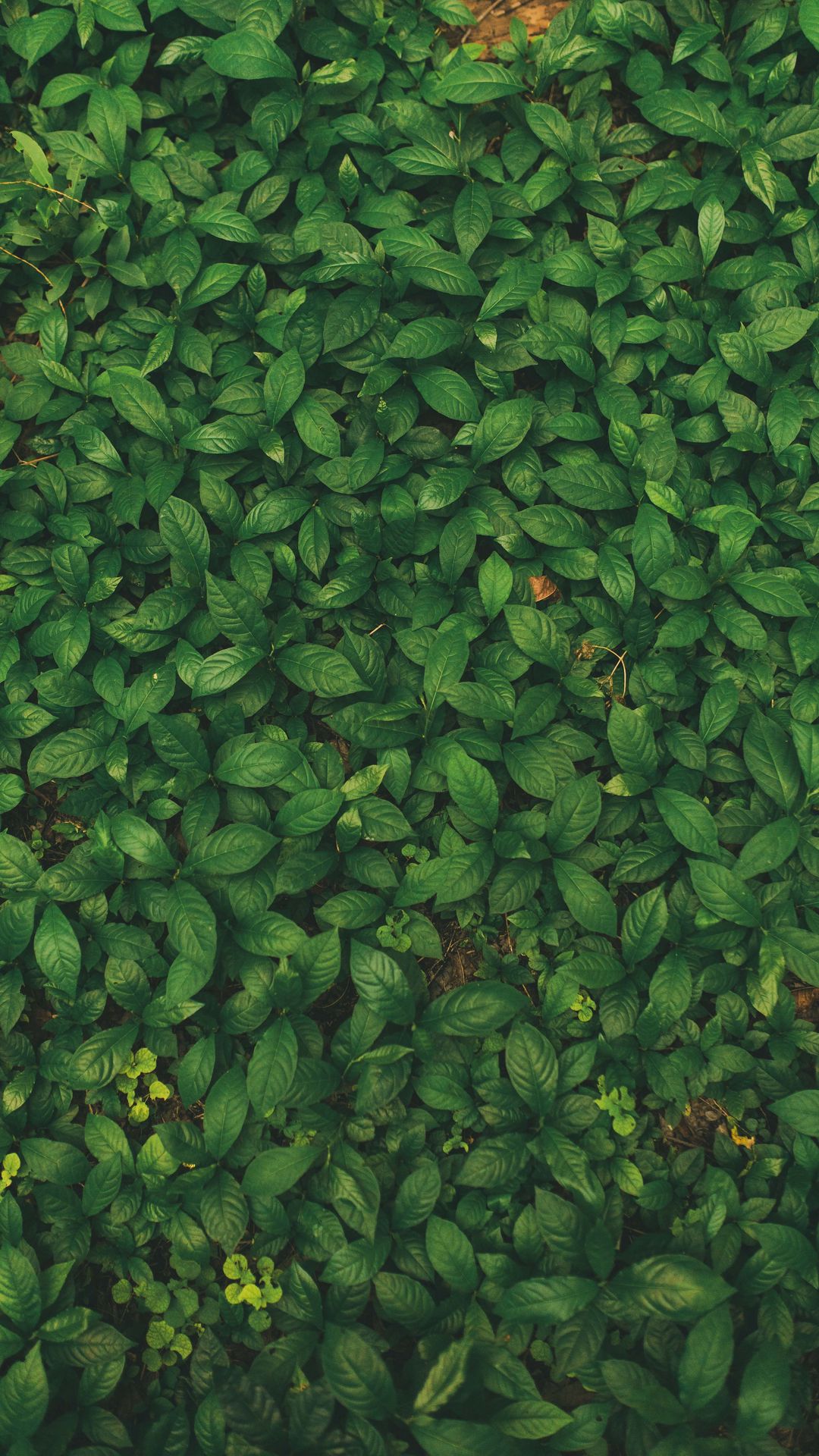 Plant Phone Wallpaper [1080x1920] - 041