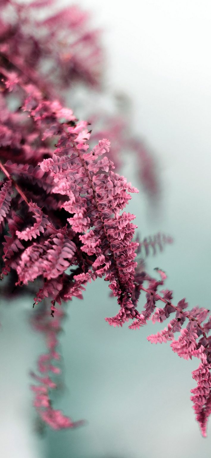 Plant Phone Wallpaper [1080x2340] - 069