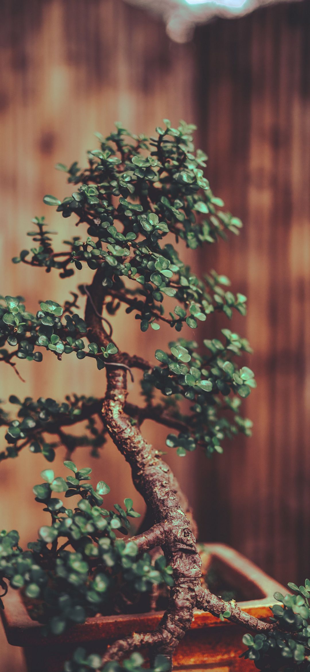 Plant Phone Wallpaper [1080x2340] - 070