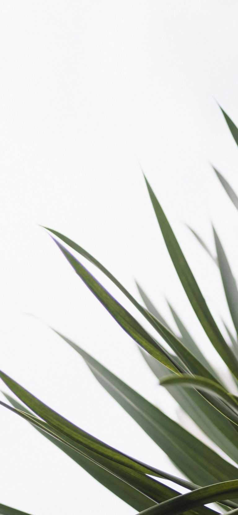 Plant Phone Wallpaper [1080x2340] - 094