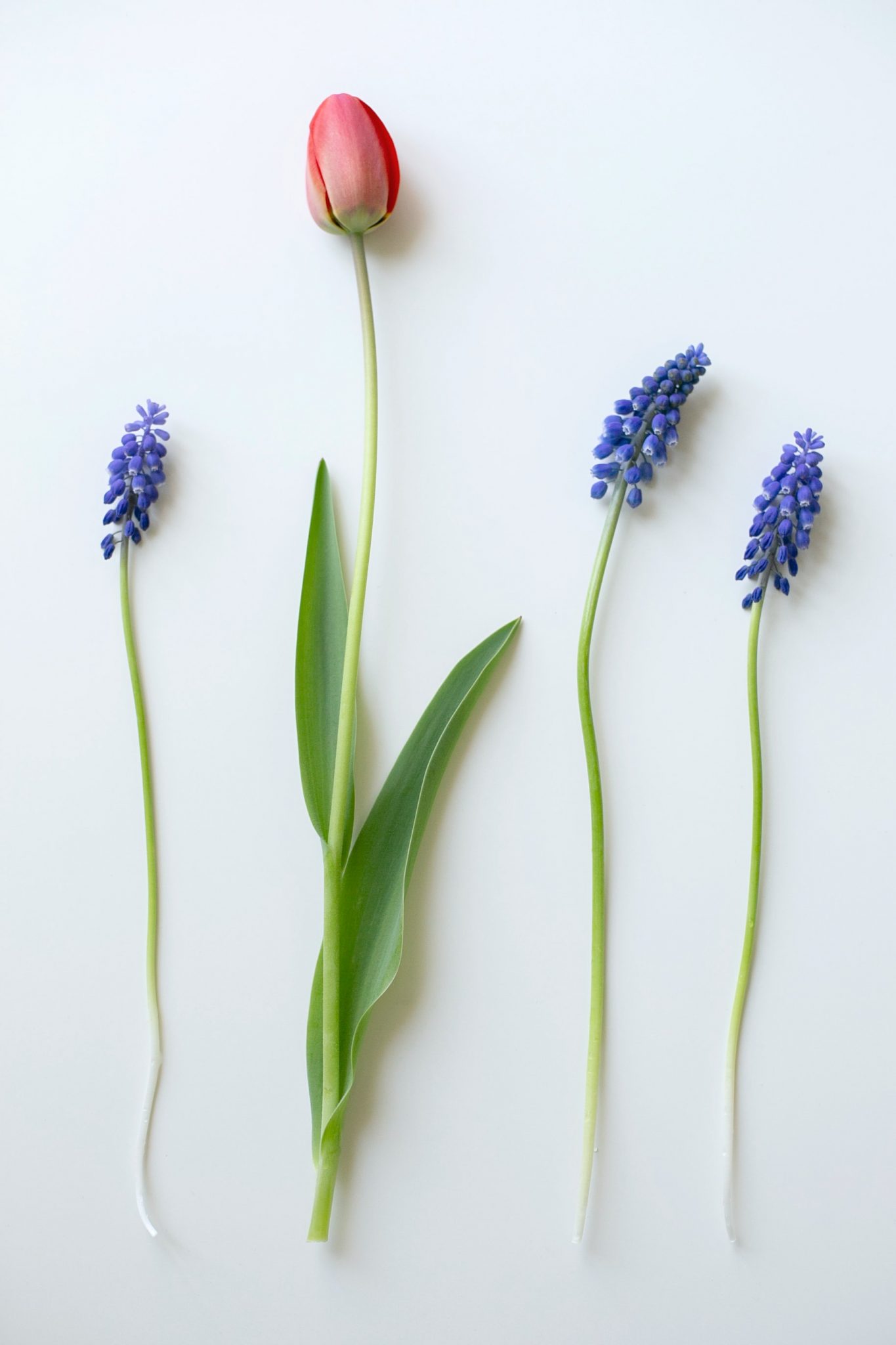 Plant Phone Wallpaper [1829x2744] - 077