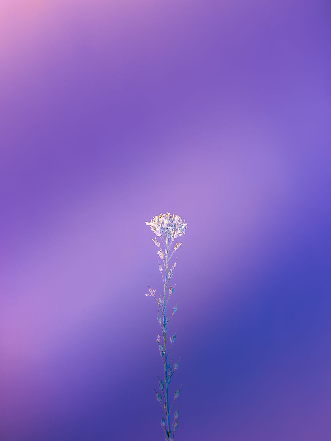 Plant Phone Wallpaper [2881x3841] - 024