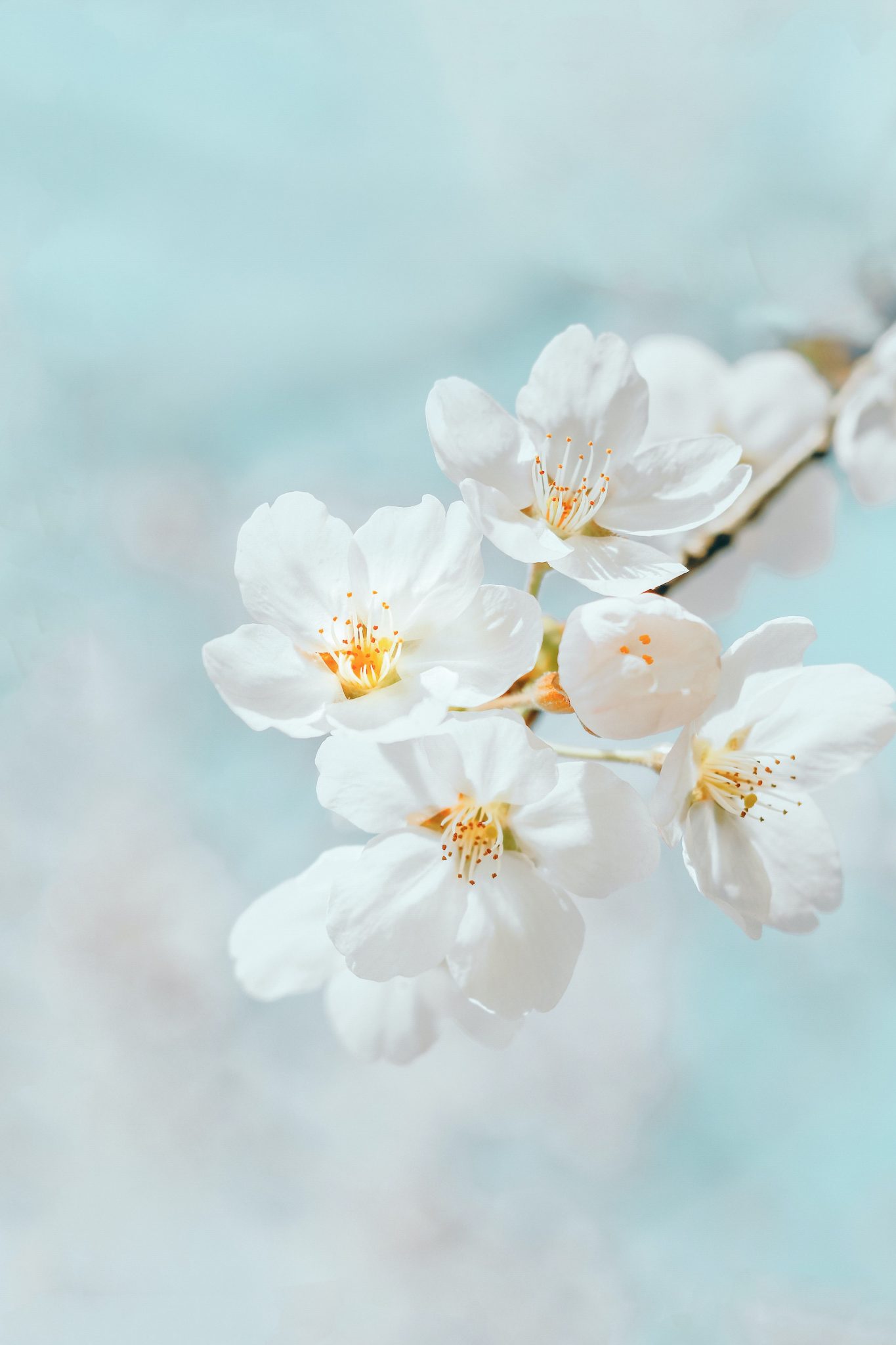 Spring Phone Wallpaper - 68