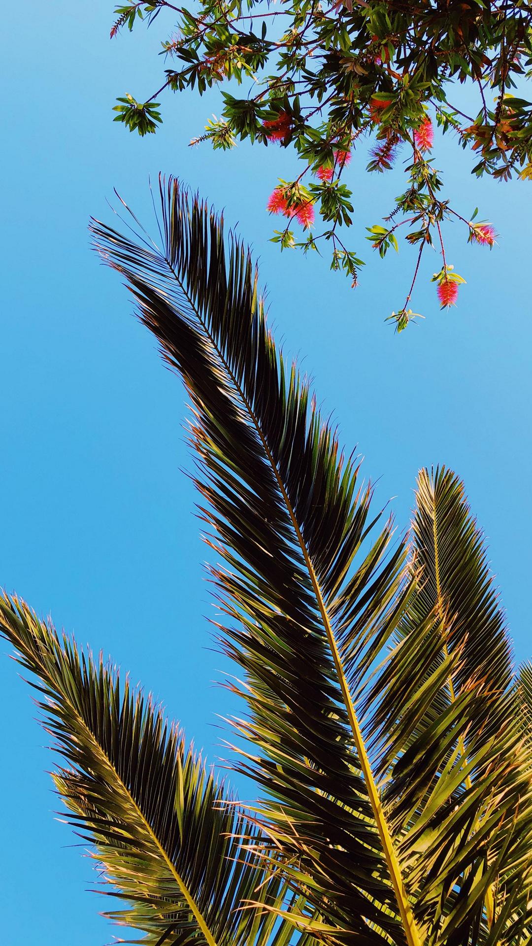 Tree Phone Wallpaper - 04