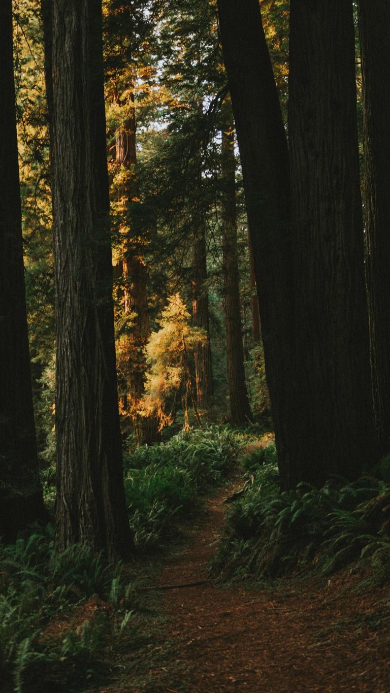 Tree Phone Wallpaper - 05