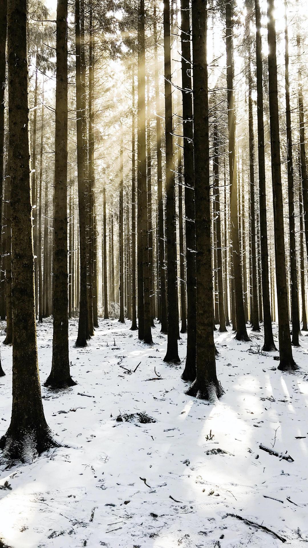 Tree Phone Wallpaper - 12