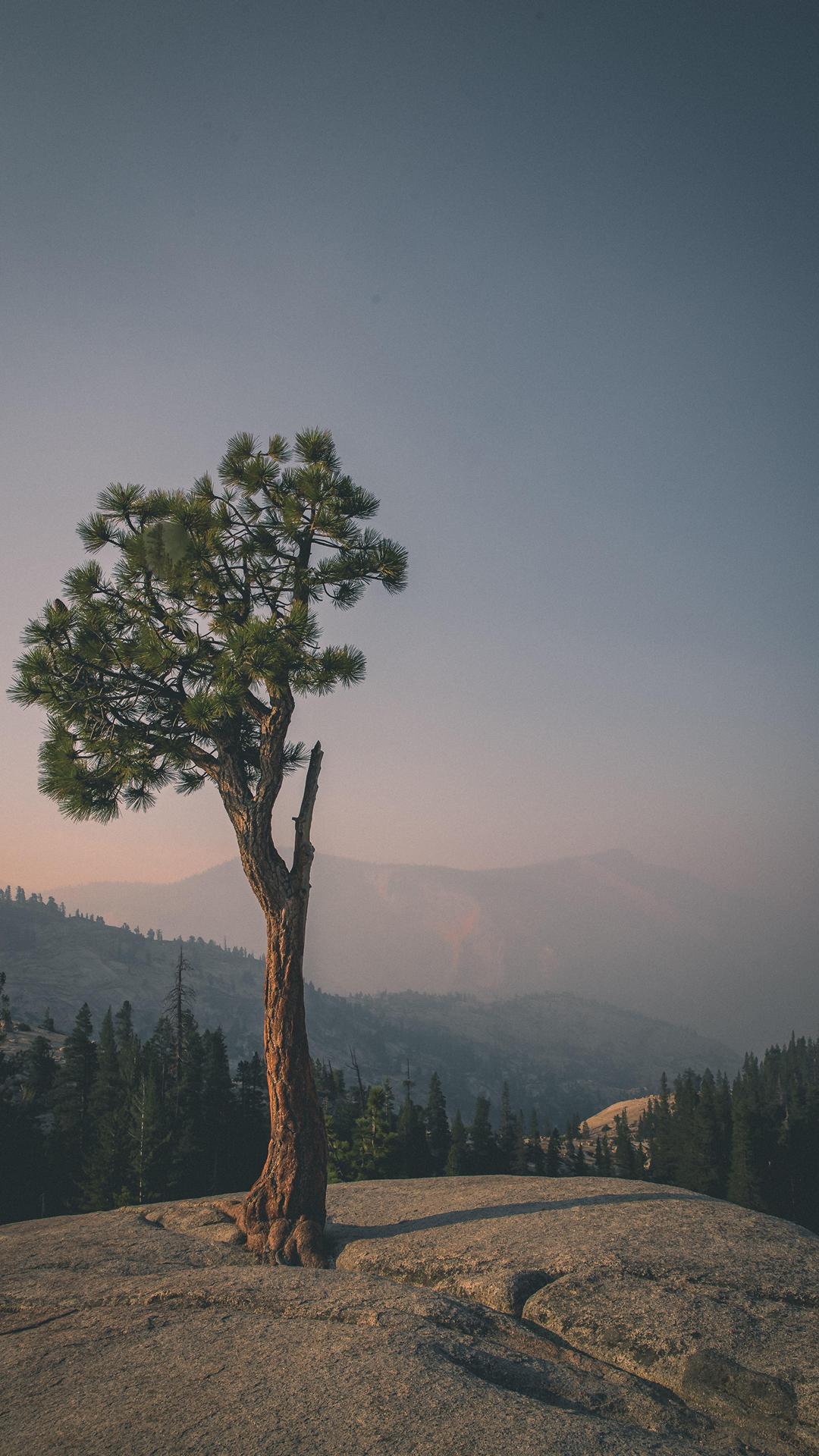 Tree Phone Wallpaper - 15