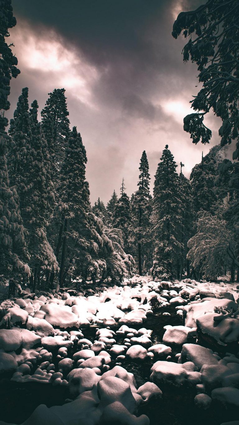 Tree Phone Wallpaper - 16