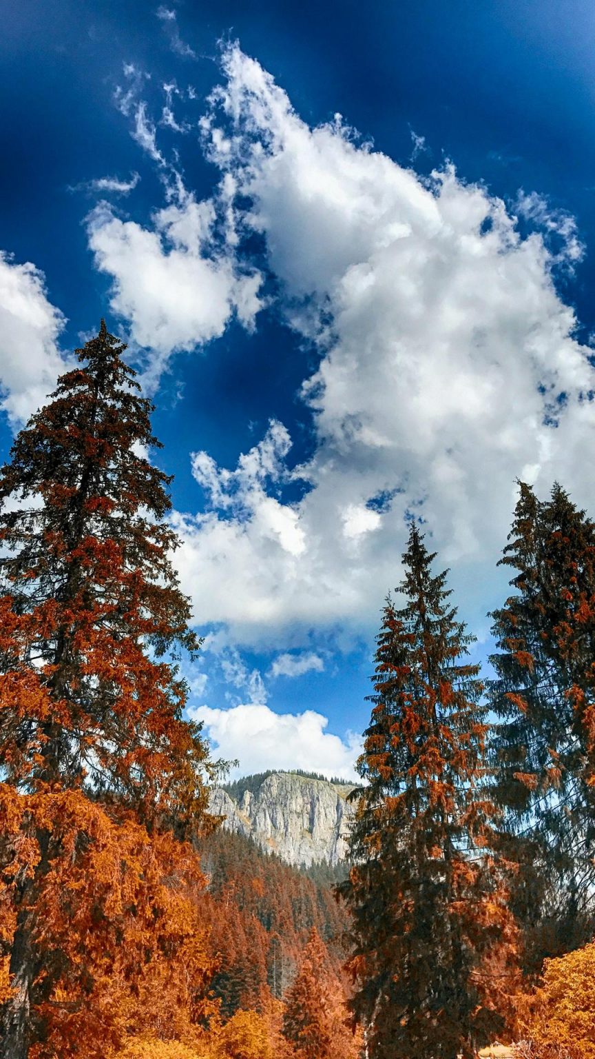 Tree Phone Wallpaper - 17