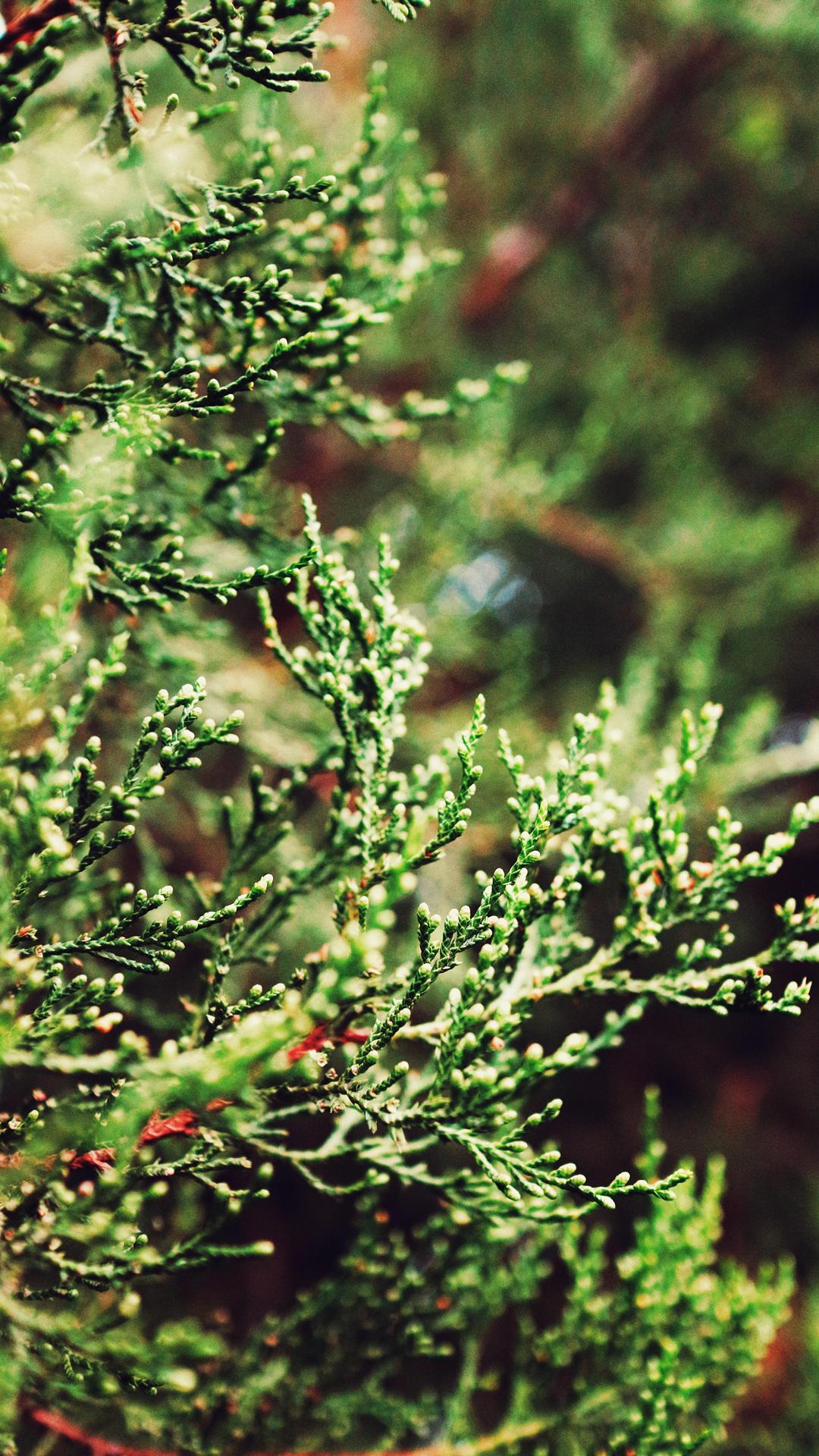 Tree Phone Wallpaper - 18