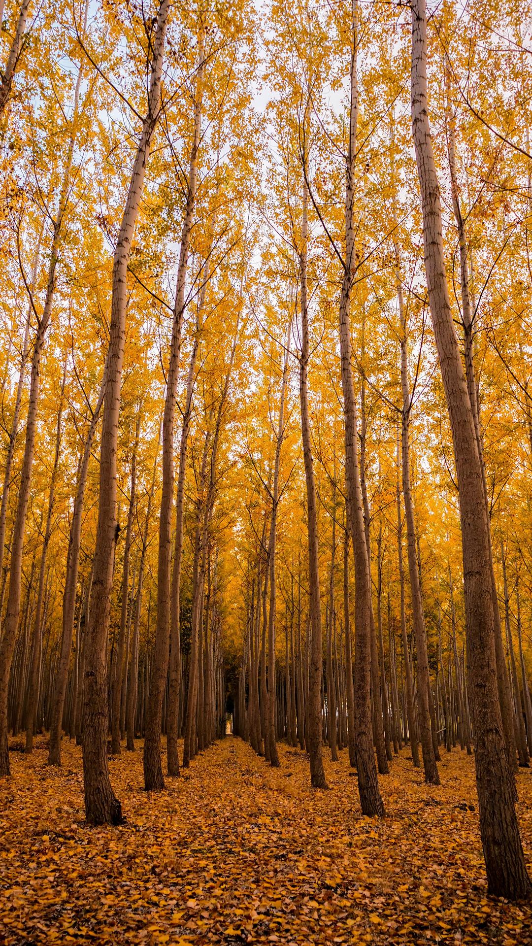 Tree Phone Wallpaper - 22