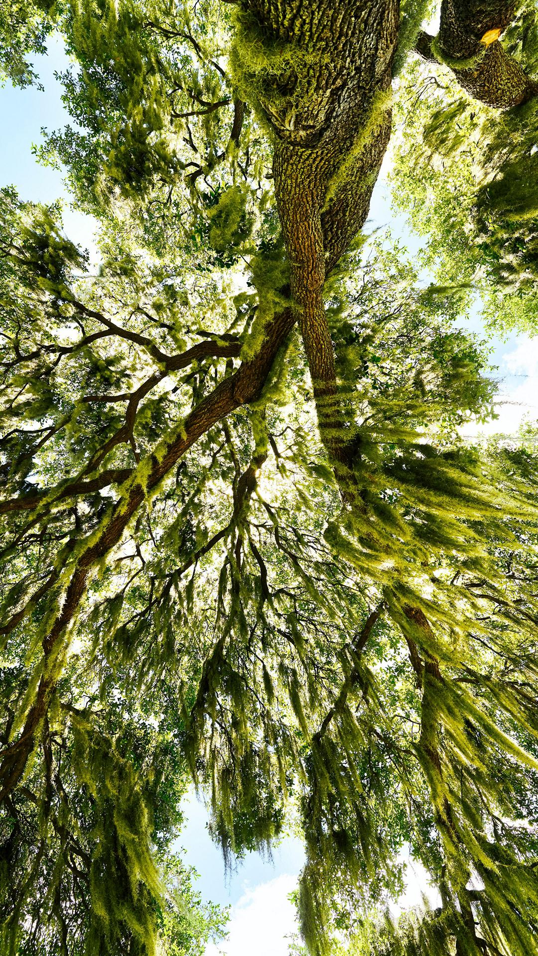 Tree Phone Wallpaper - 29