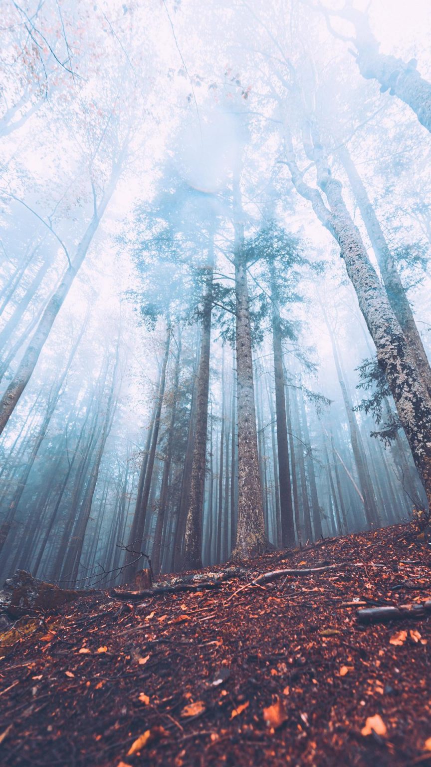 Tree Phone Wallpaper - 32