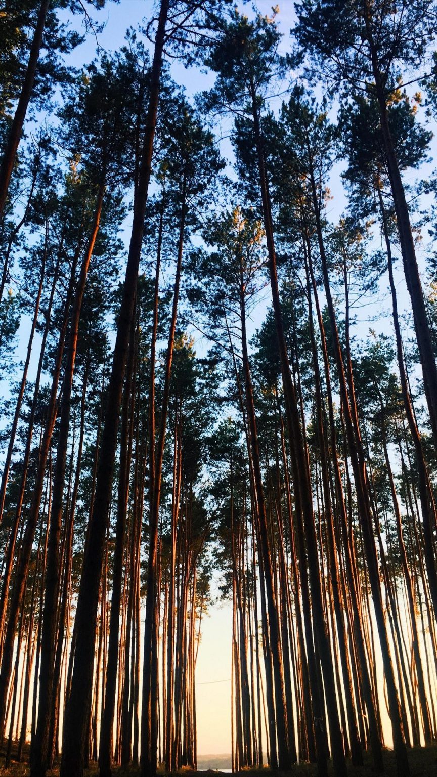 Tree Phone Wallpaper - 33