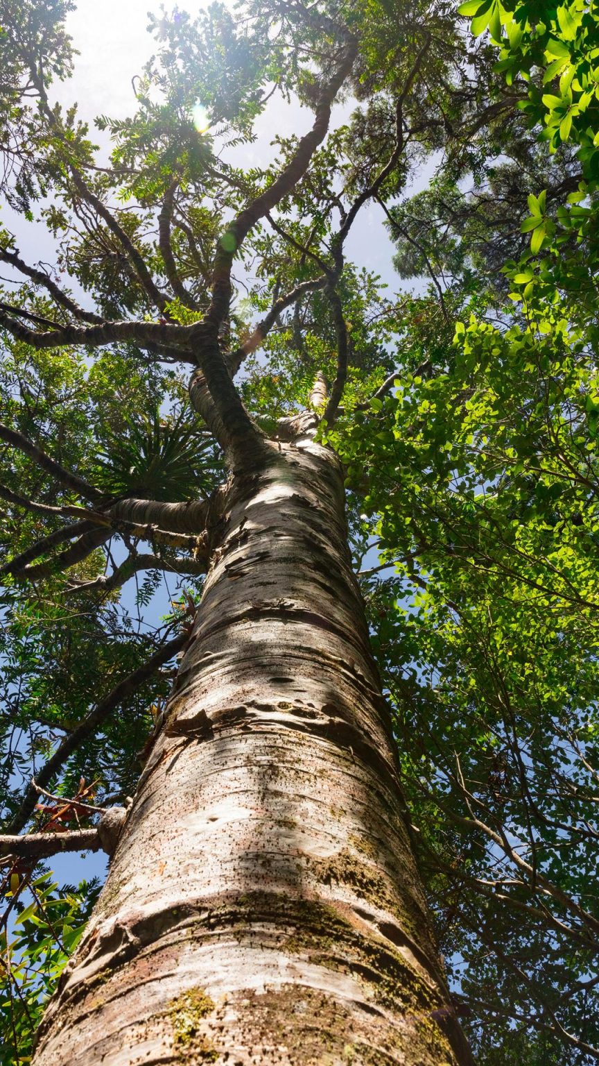 Tree Phone Wallpaper - 37