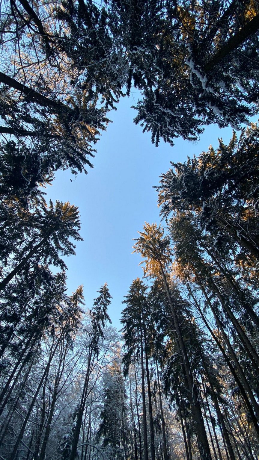 Tree Phone Wallpaper - 38