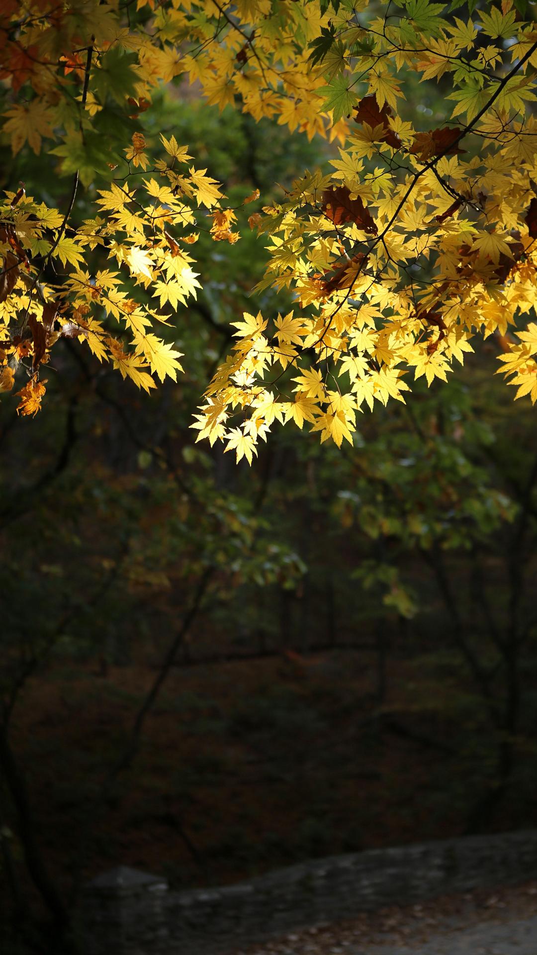 Tree Phone Wallpaper - 41