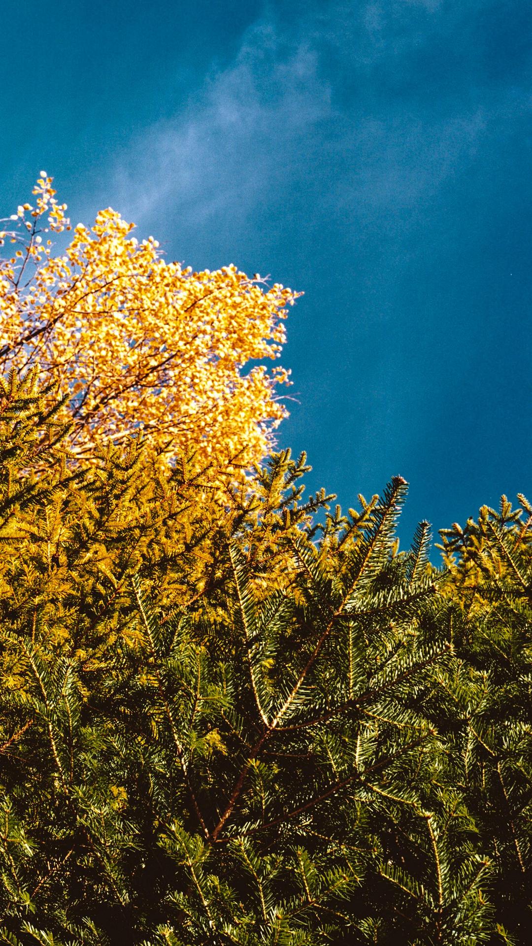 Tree Phone Wallpaper - 44