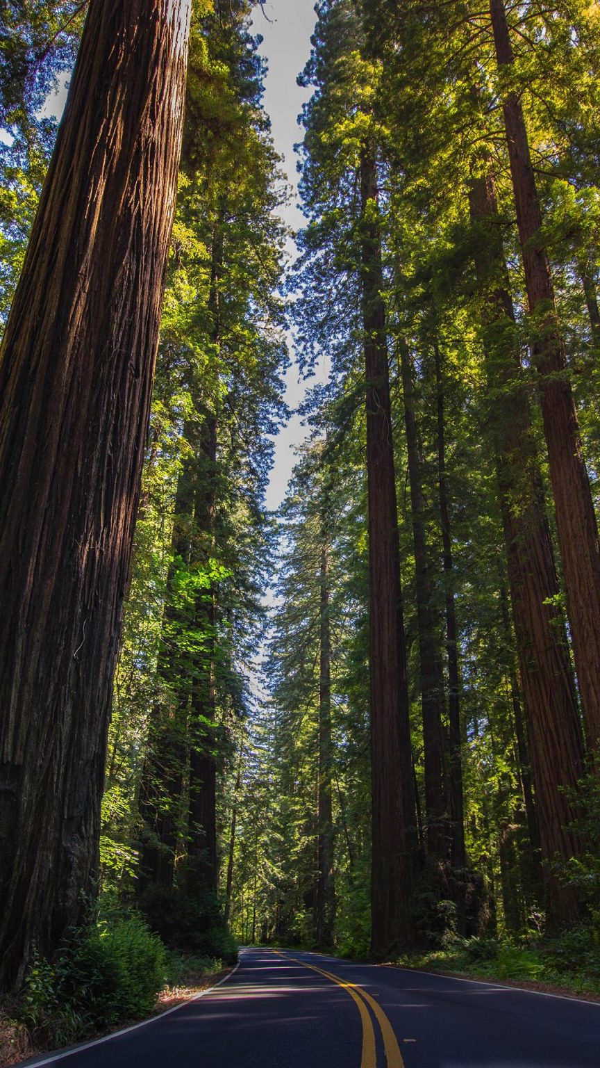 Tree Phone Wallpaper - 48