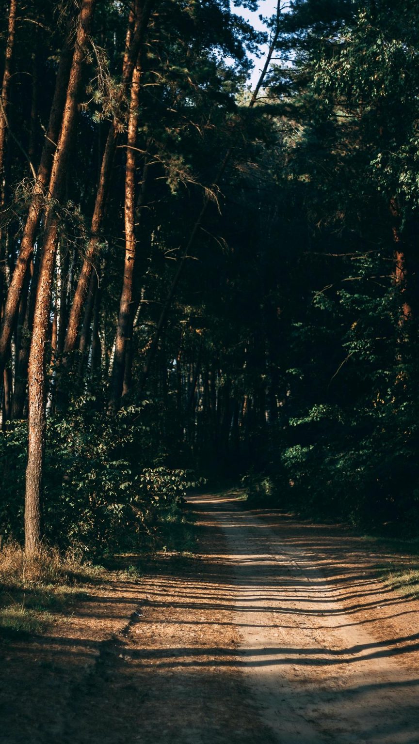 Tree Phone Wallpaper - 53