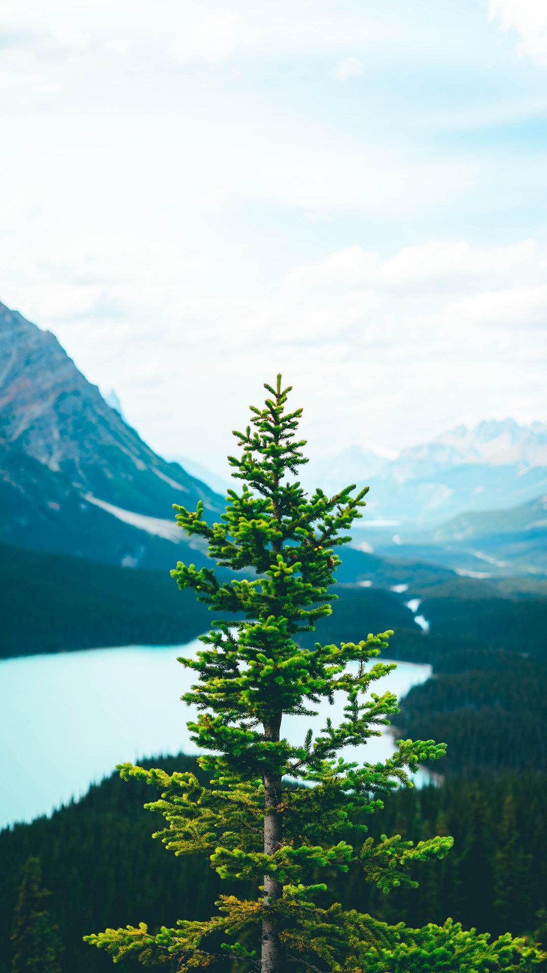 Tree Phone Wallpaper - 59