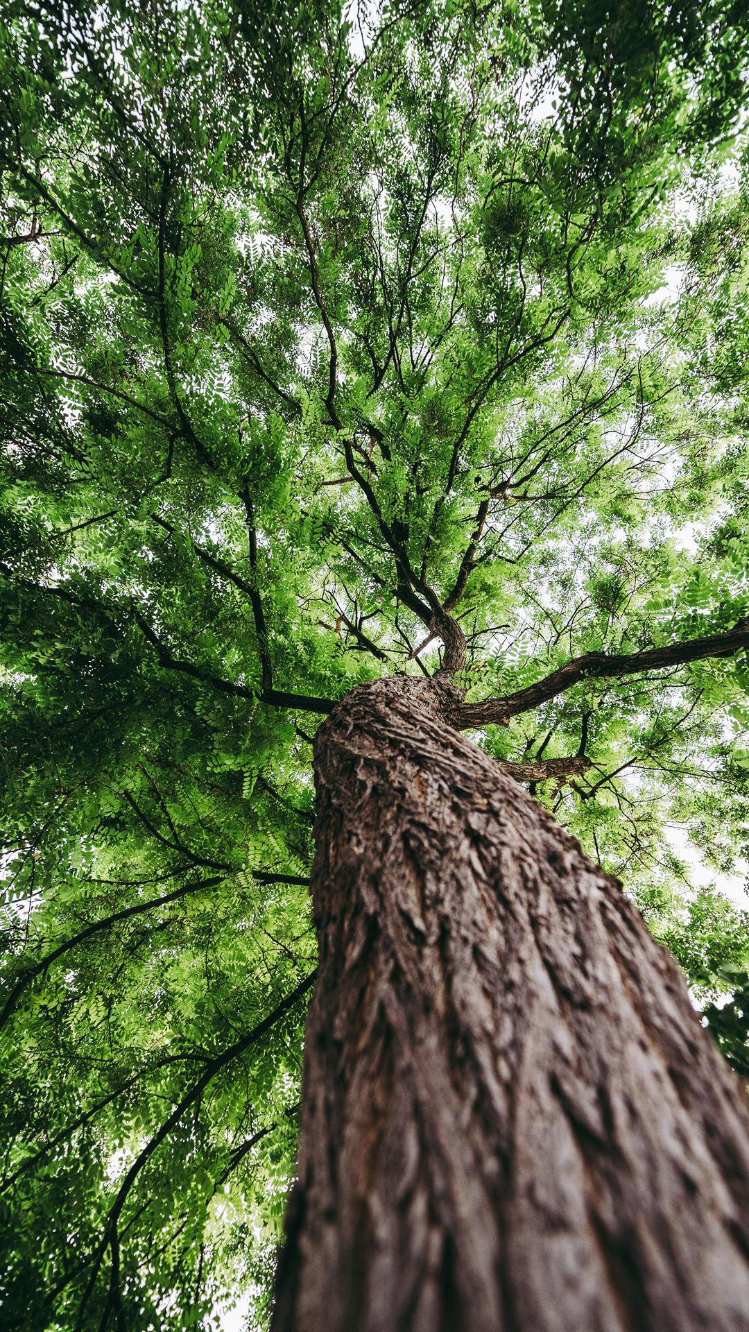 Tree Phone Wallpaper - 61