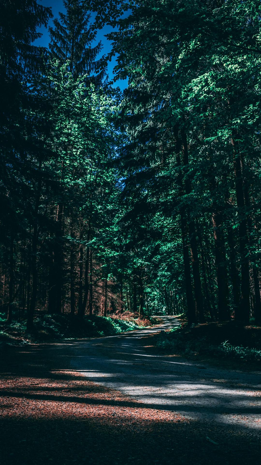 Tree Phone Wallpaper - 68