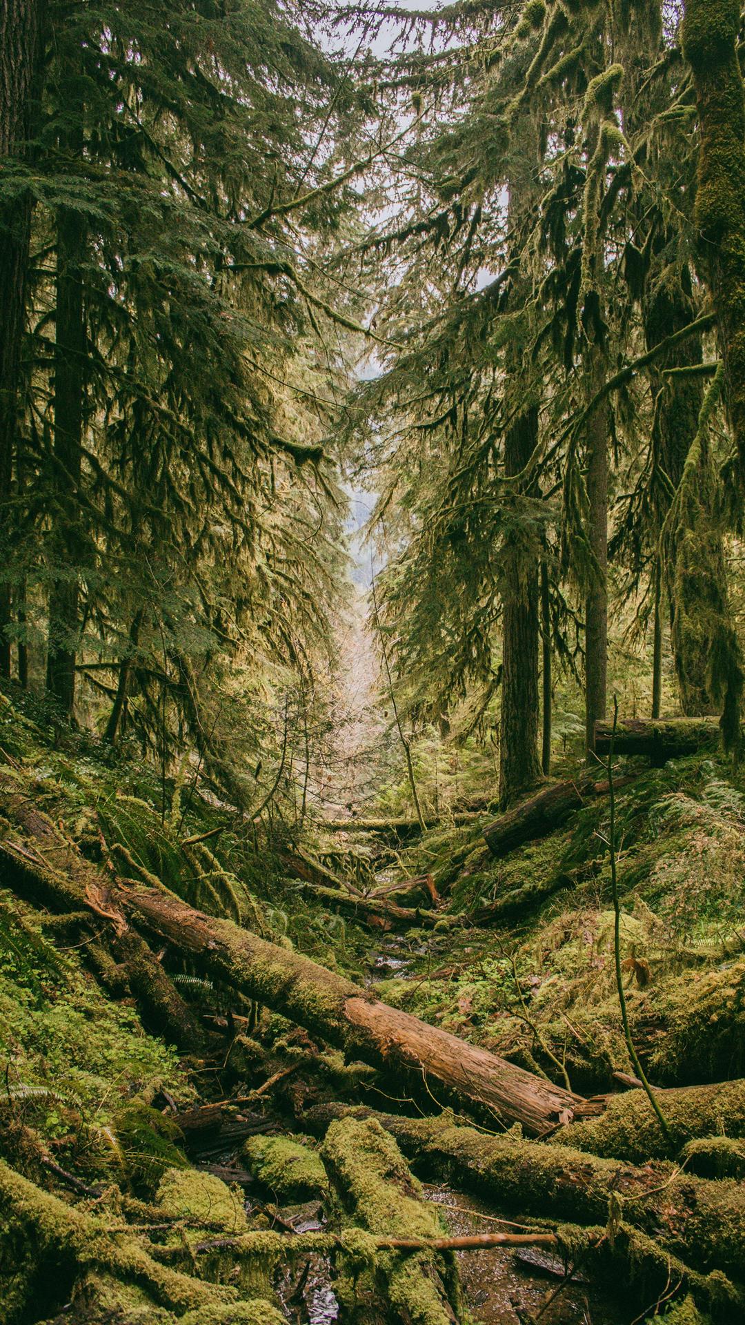 Tree Phone Wallpaper - 71