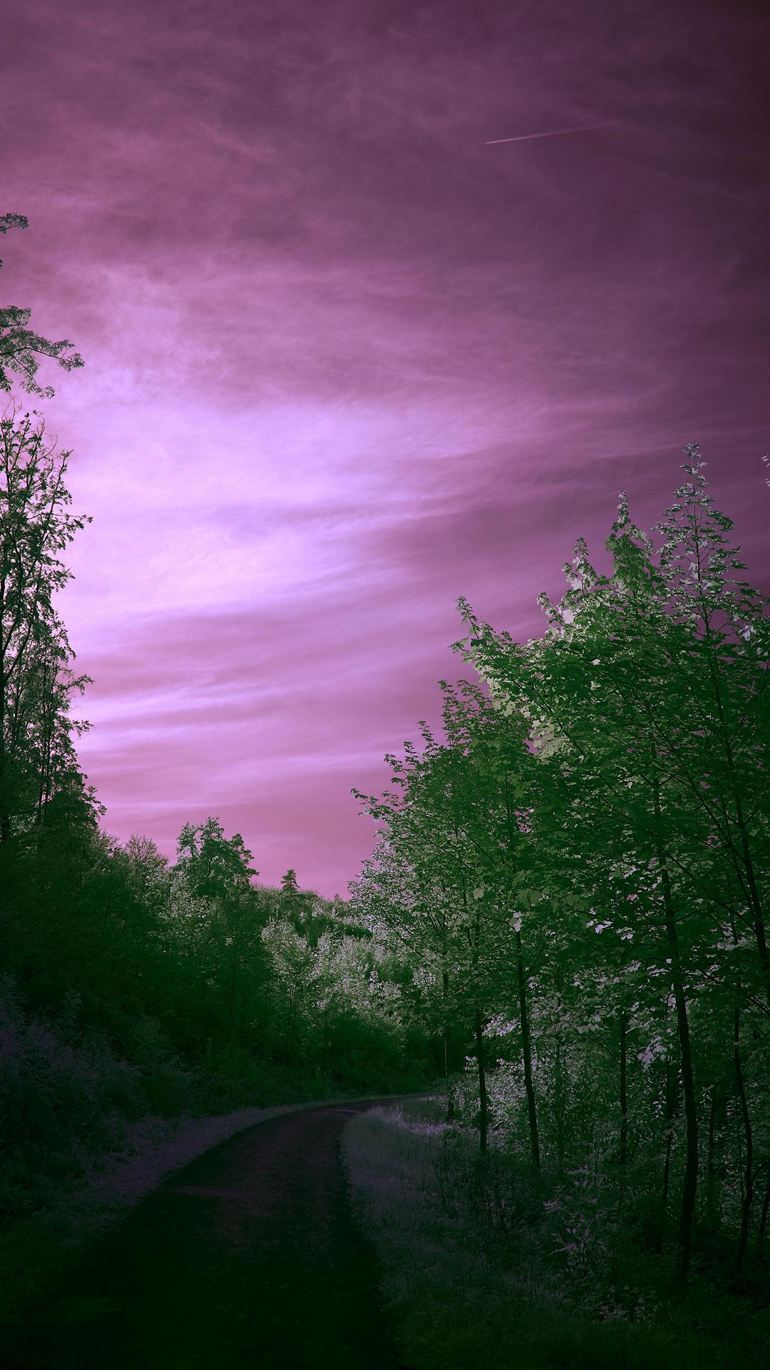 Tree Phone Wallpaper - 72