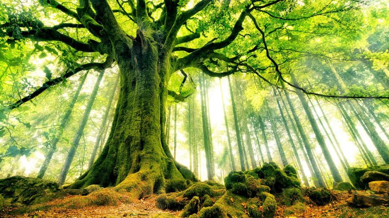 Tree Wallpaper 058 - [1920x1080]