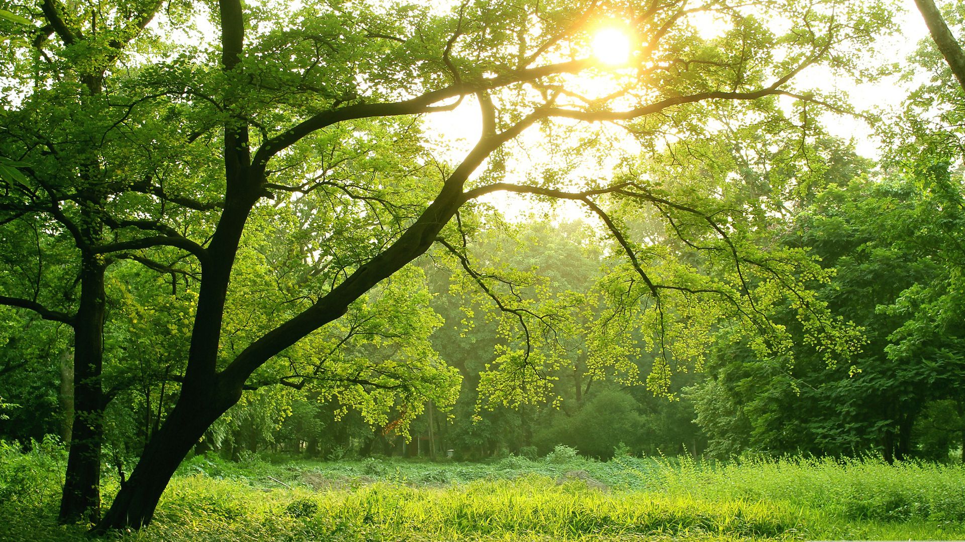 Tree Wallpaper 068 - [1920x1080]