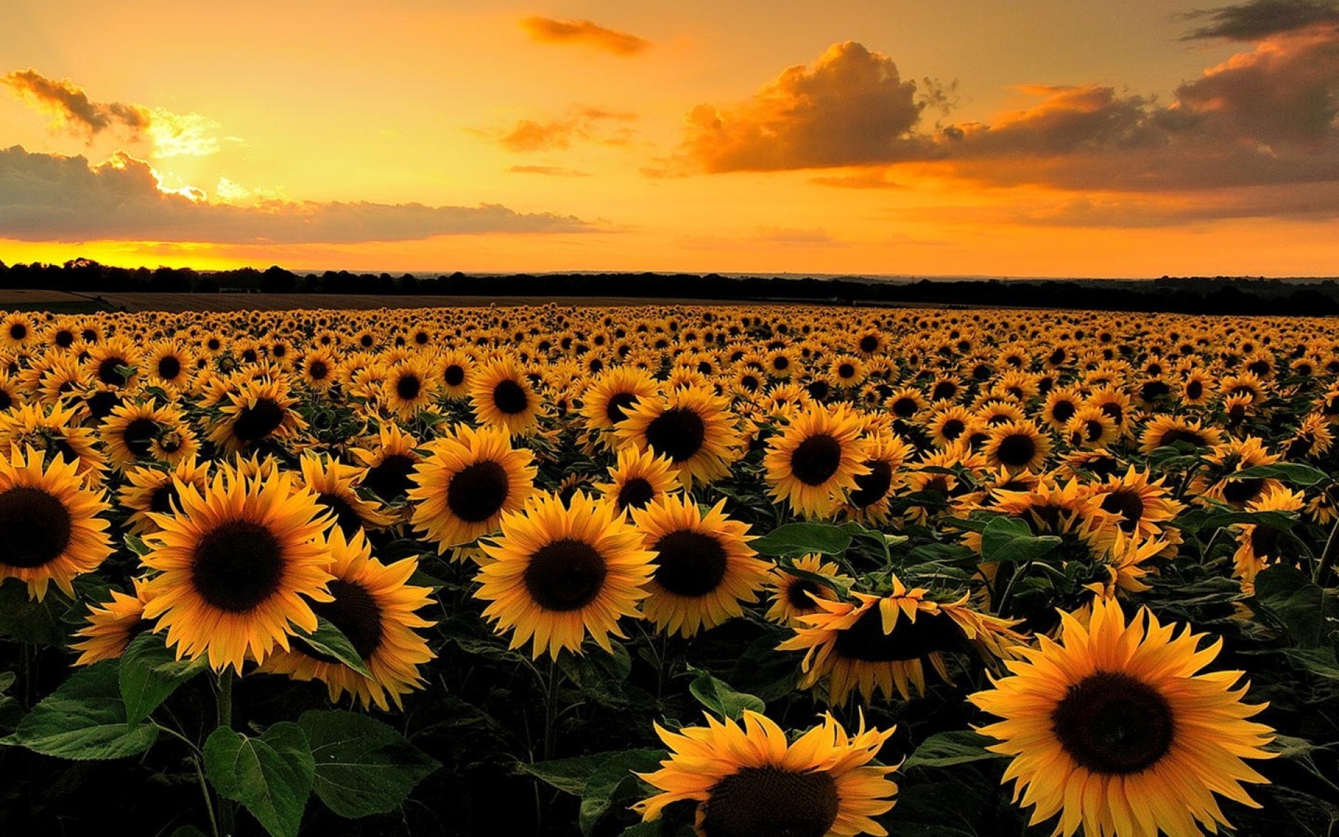 Field Desktop Wallpapers 45 1920 X 1200 