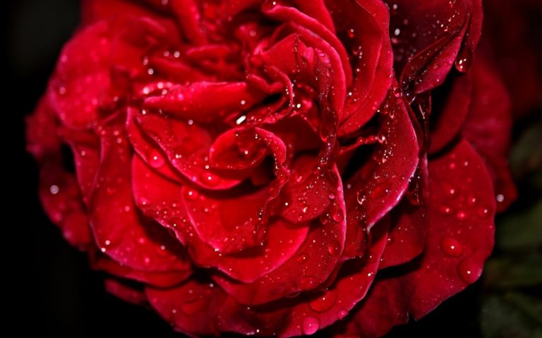 Fresh Red Rose Wallpaper - [1920 x 1200]