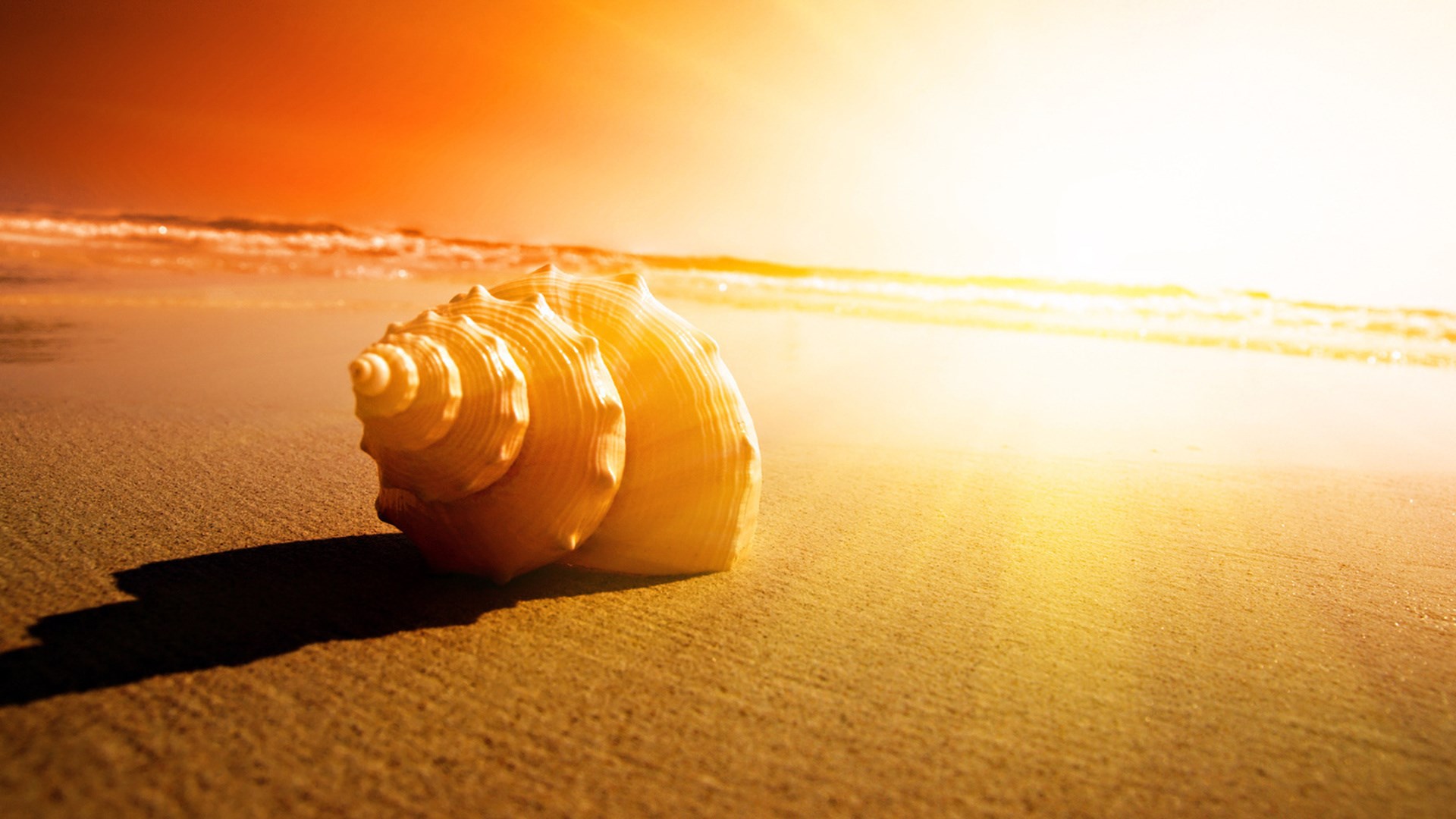 Shell Sand Ocean Sunset Sunrise - [1920 x 1080]