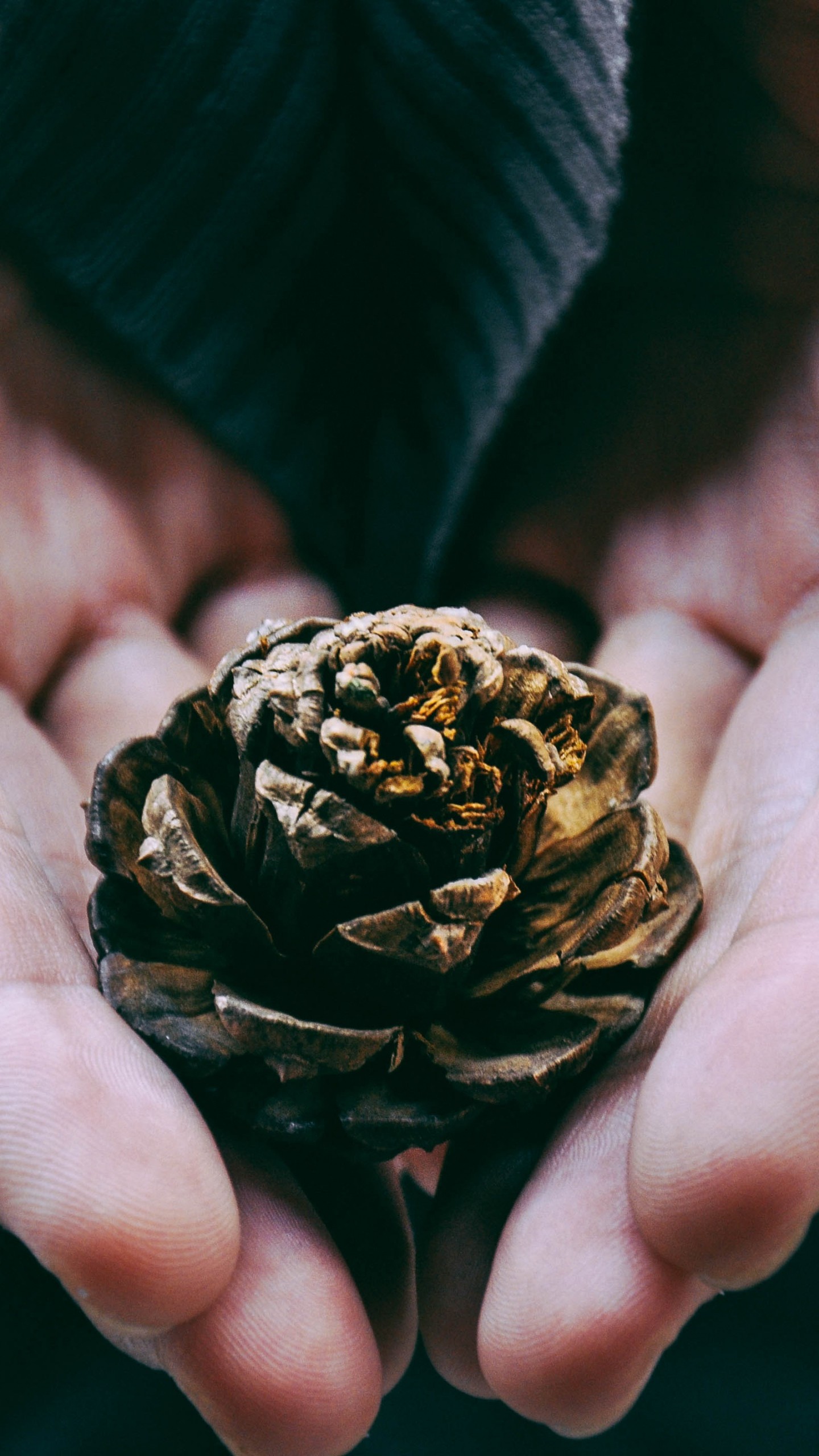 Cone Hands Palms Wallpaper - [1440x2560]