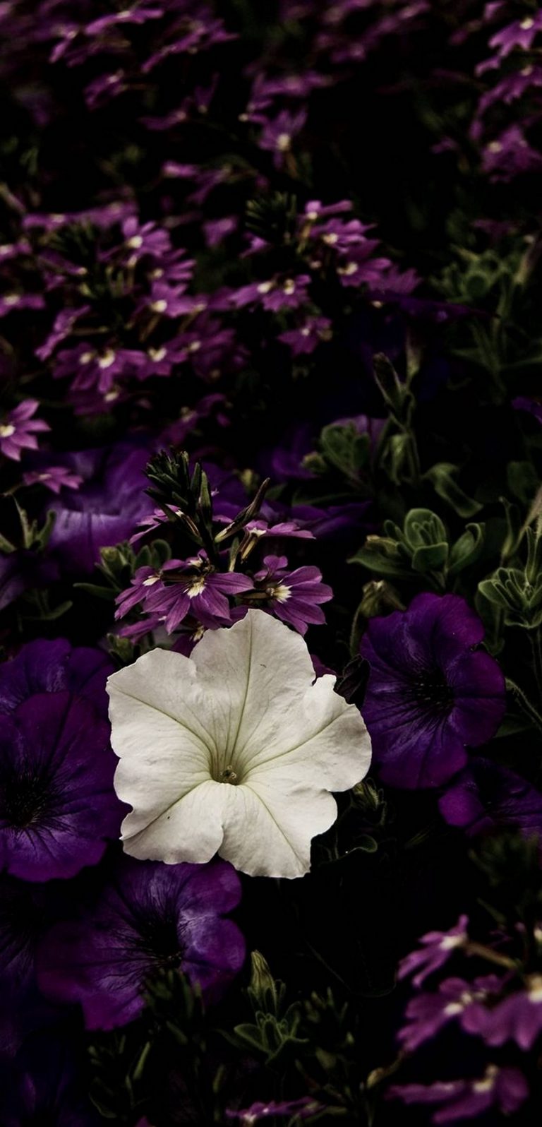 Sharp Aquos Zero Wallpapers HD