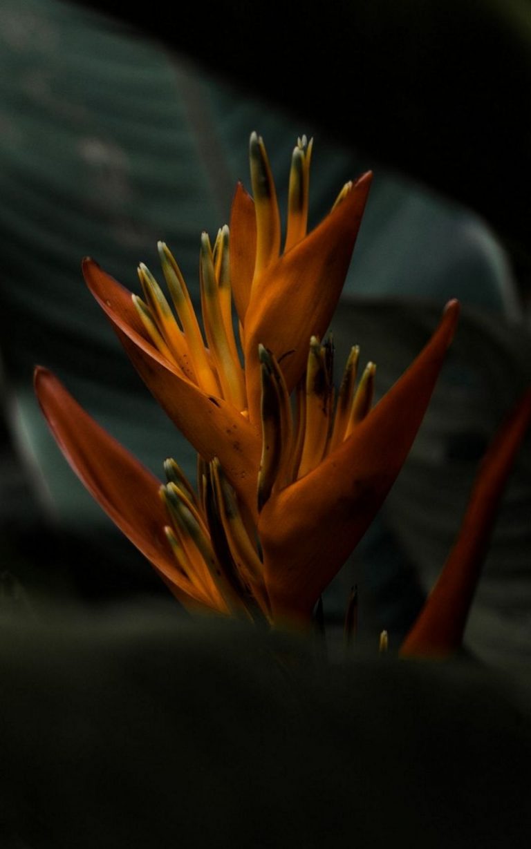 Honor Tablet X7 Wallpapers HD