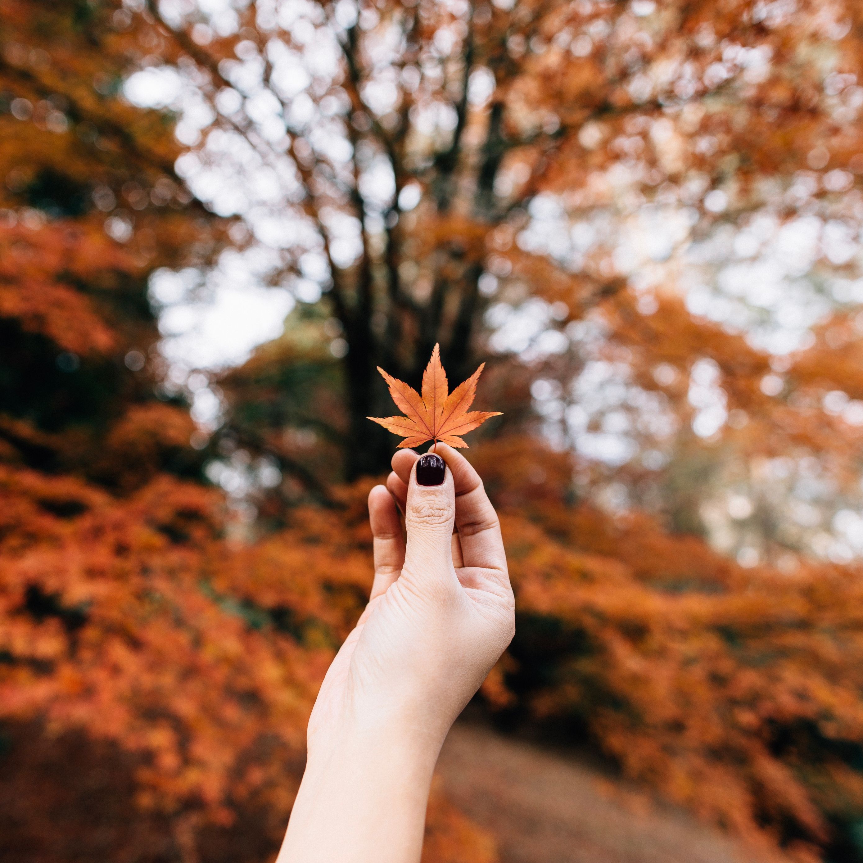 Maple Leaf Autumn Hand - [2780x2780]