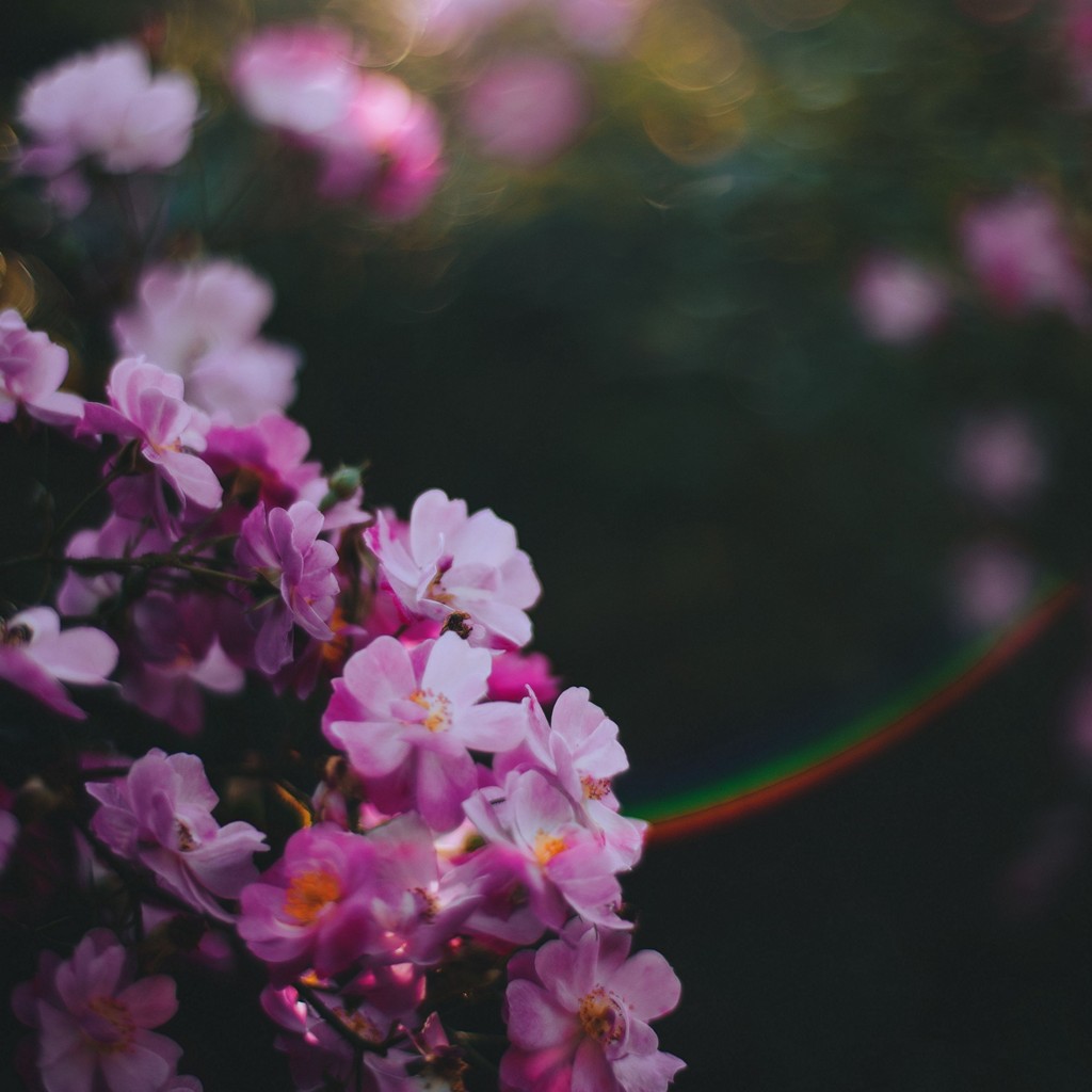 Flowers Pink Macro Wallpaper - [1024x1024]