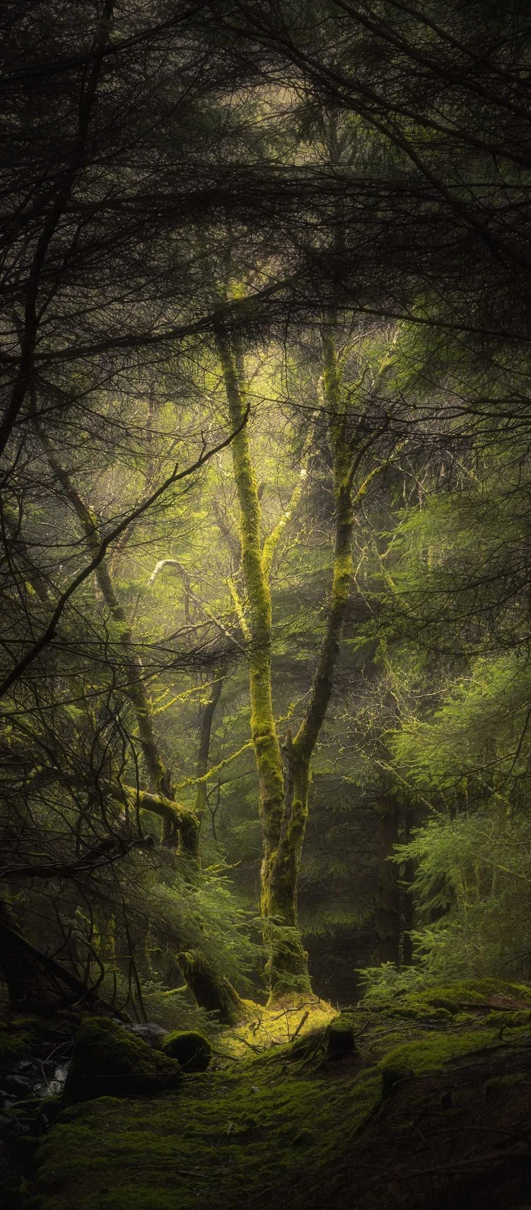 Forest Fog Trees - [1080x2460]