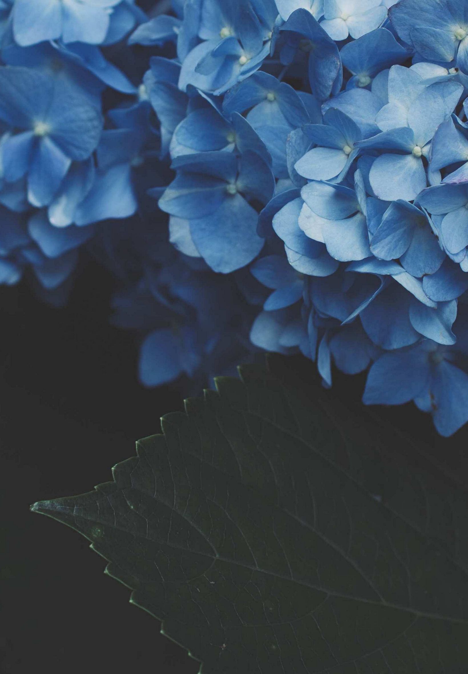 1640x2360 Wallpaper 069