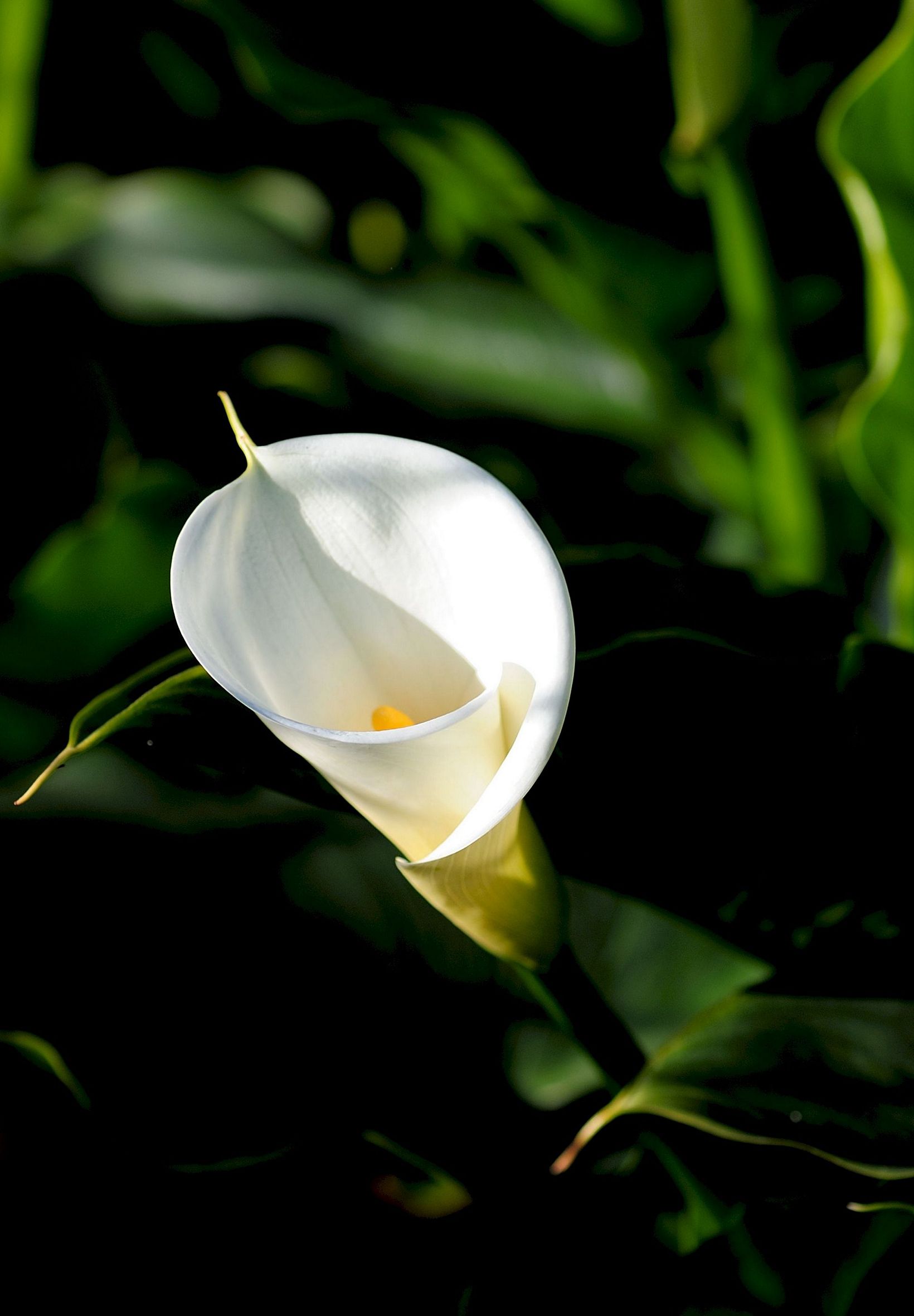 Calla Flower White - [1640x2360]