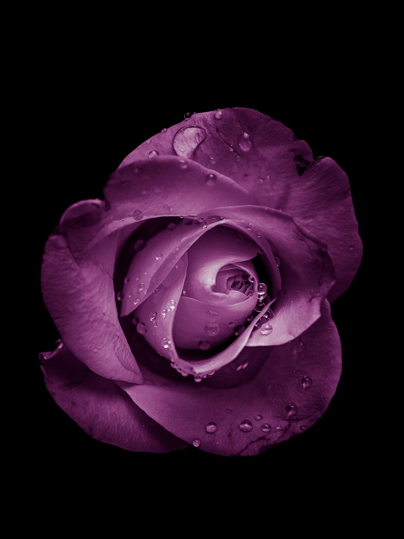 Rose Bud Purple - [1620x2160]