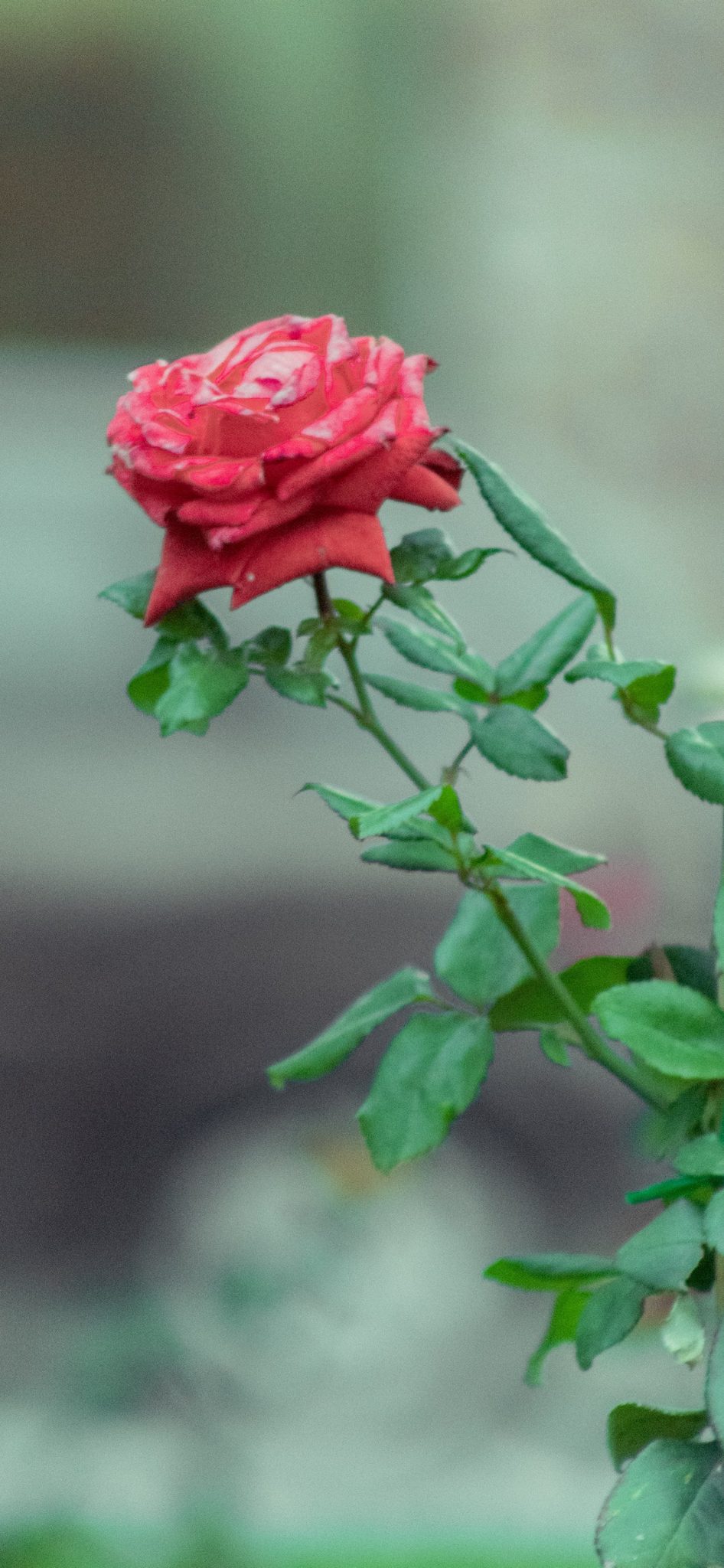 iPhone Rose Wallpaper - 005