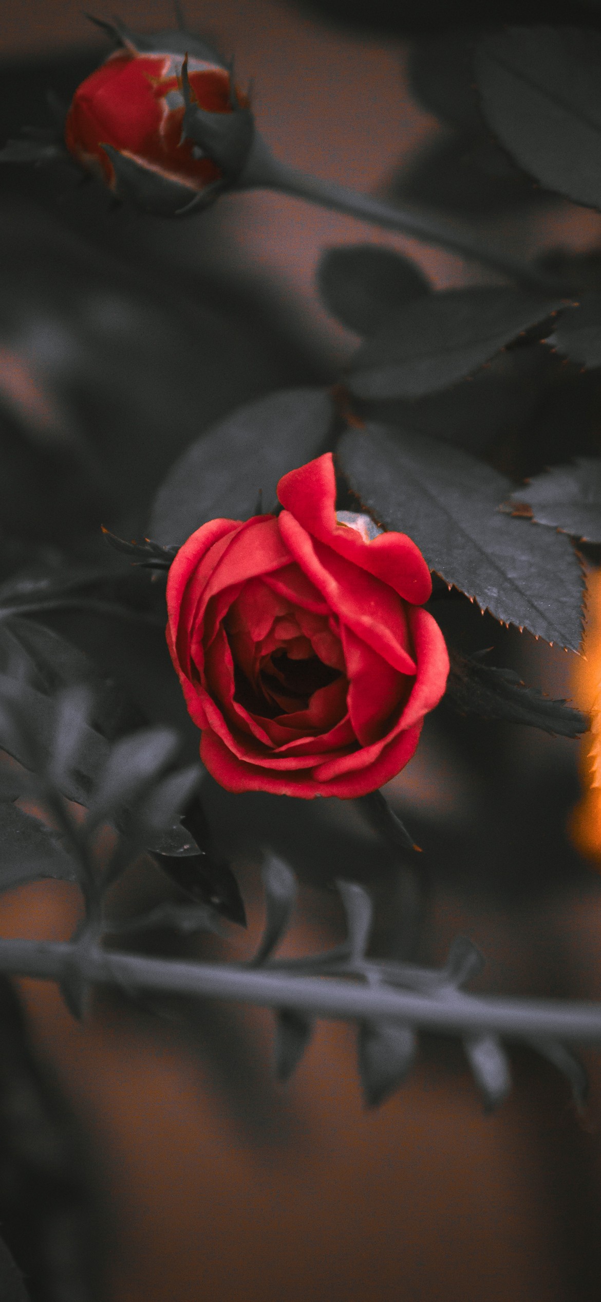 iPhone Rose Wallpaper - 072