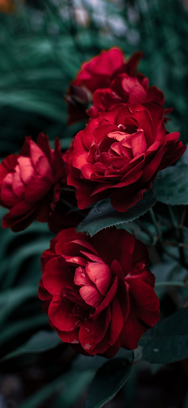 iPhone Rose Wallpaper - 110