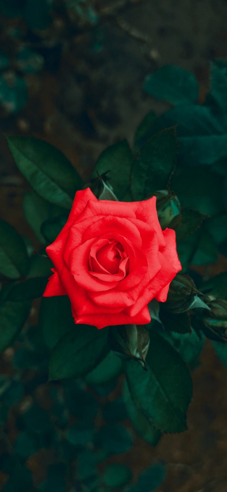 iPhone Rose Wallpaper - 152