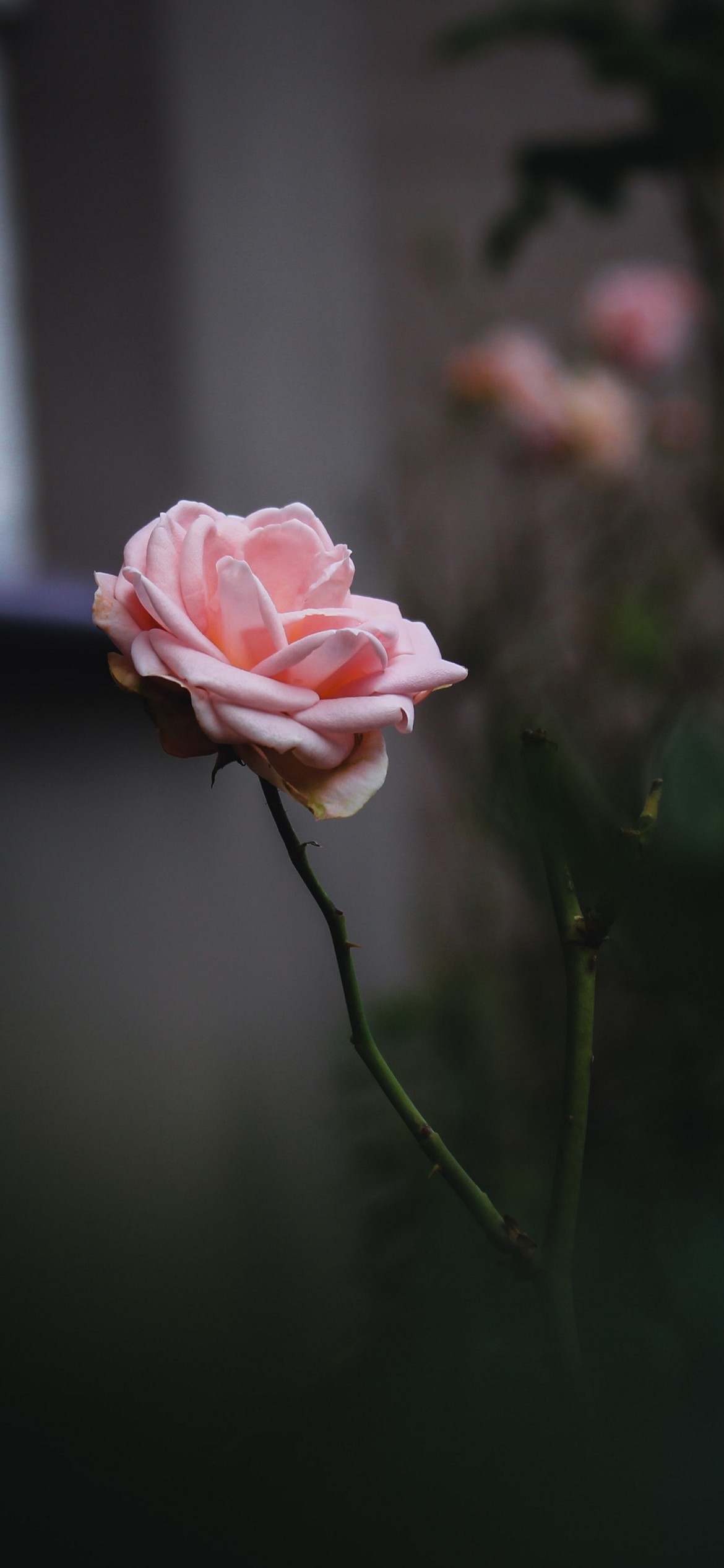 Rose Tumblr Background